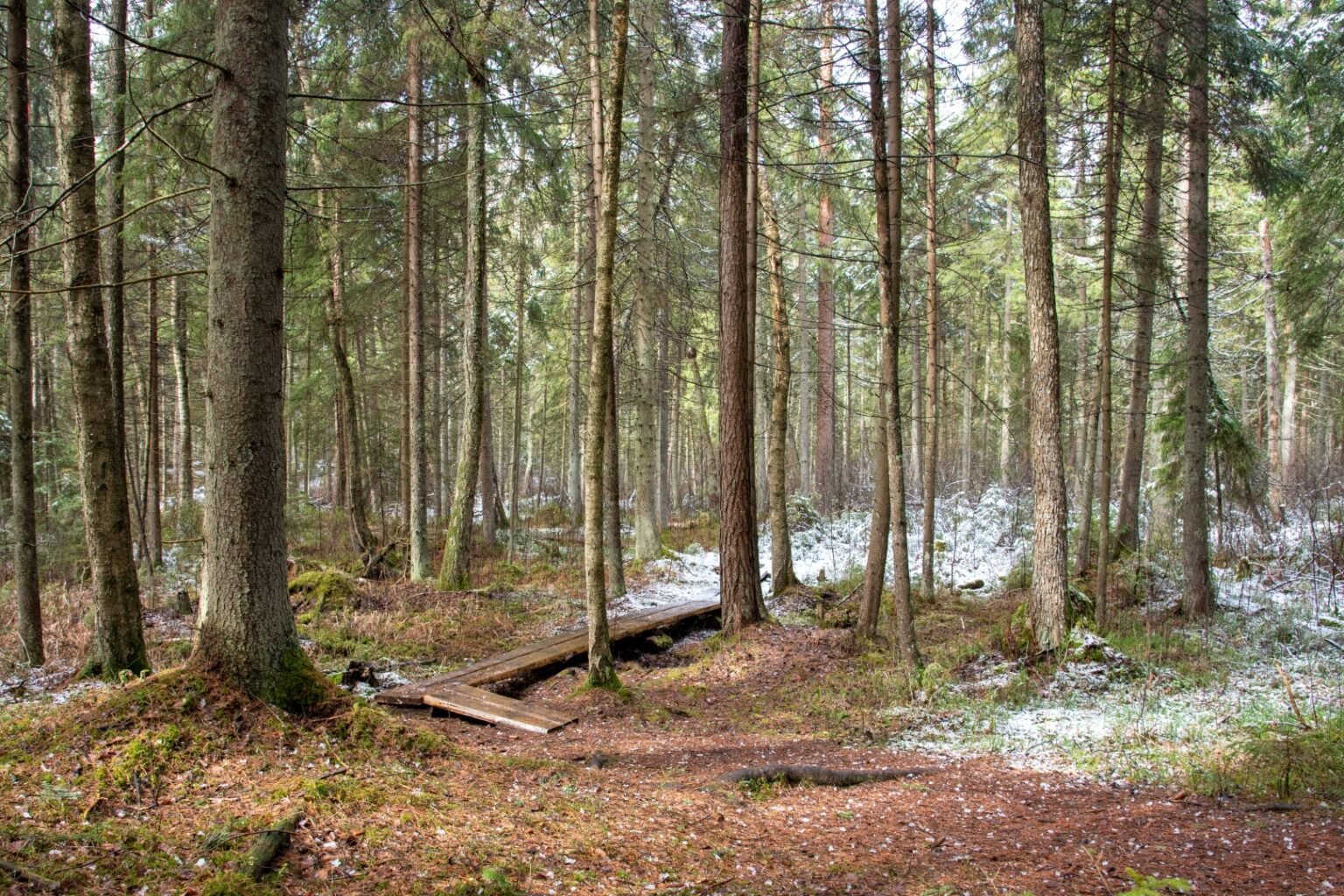 Labanoro girios pažintinis takas - Nesėdėk namuose