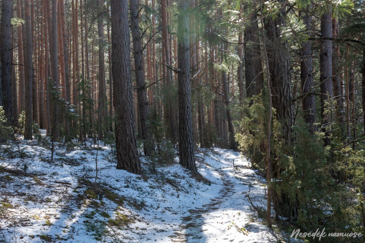 Ančios ežero pakrante – pėsčiųjų takas - Nesėdėk namuose